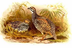 Sự tích chim đa đa